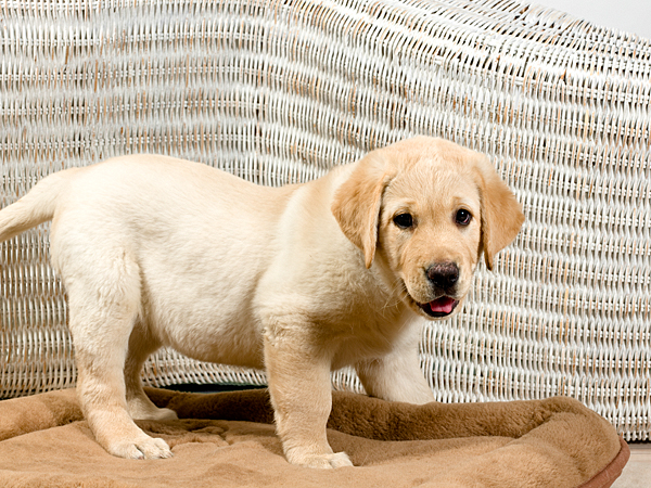 Pro psy - VLNĚNÉ VĚCI